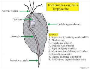 Parasitology - Labpedia.net