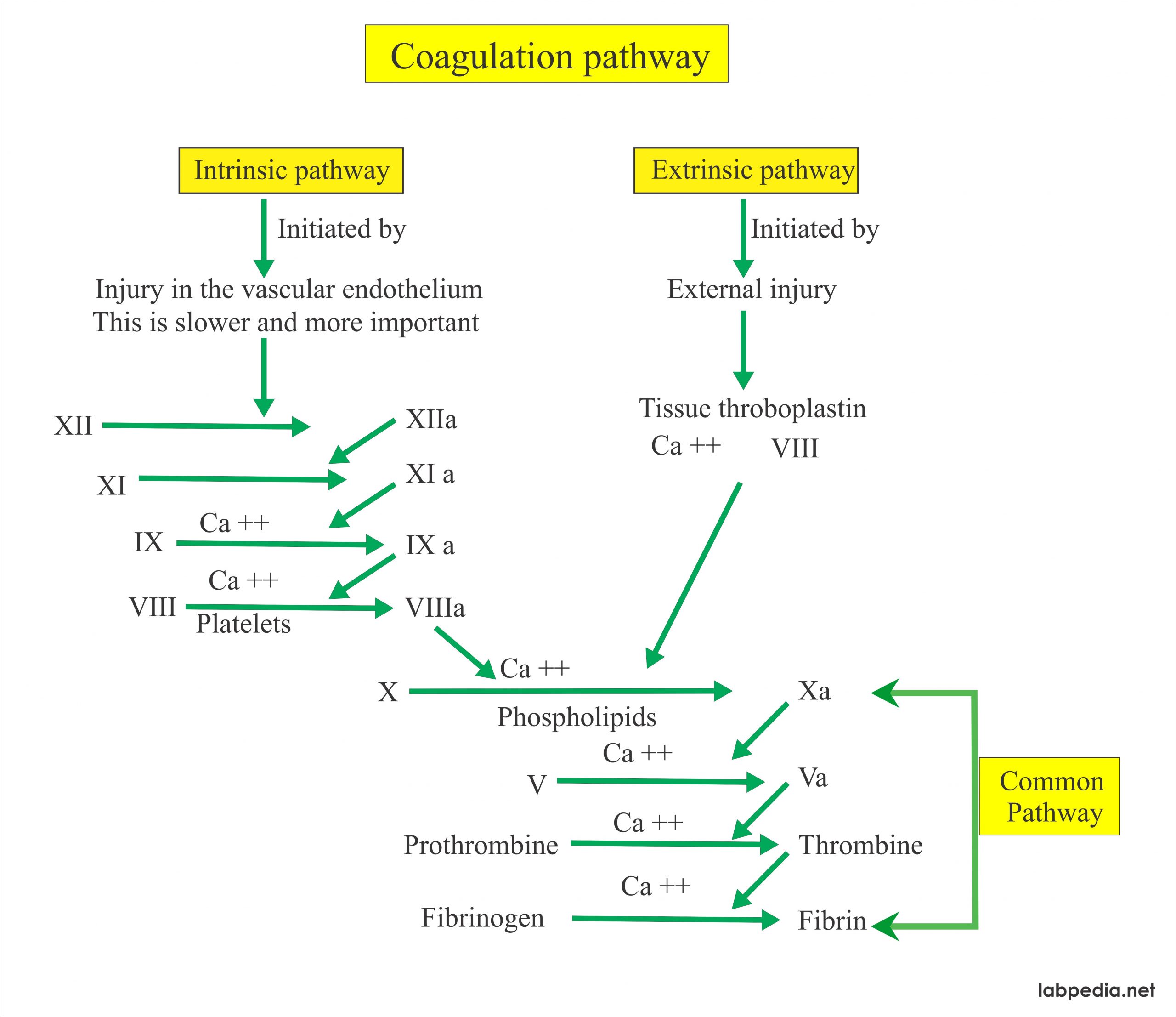 Prothombin Time PT Labpedia