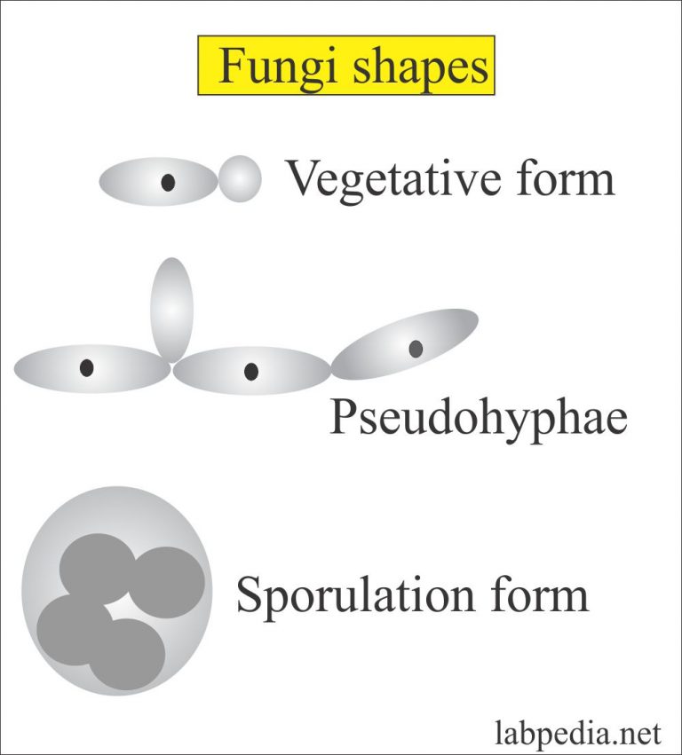 Fungi - Labpedia.net