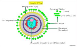 Hepatitis B Virus – Part 6 – Hepatitis B Virus (Hepatotropic virus ...