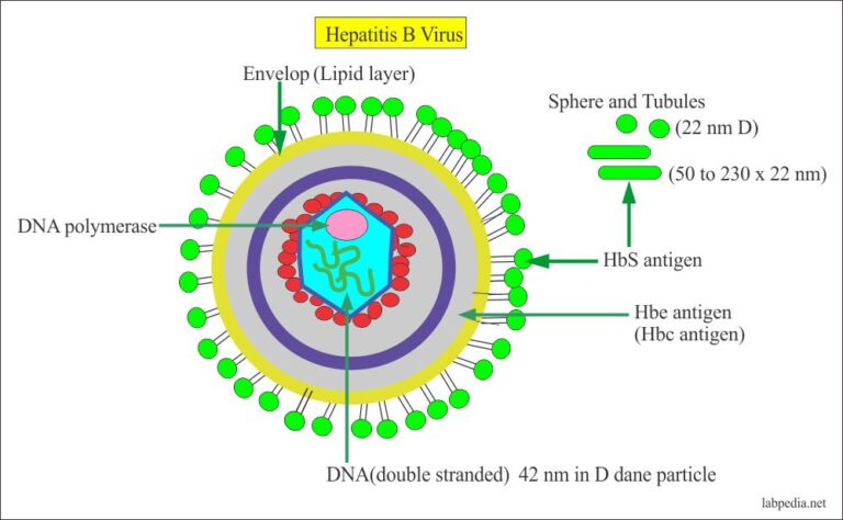 Hepatitis B Virus – Part 6 – Hepatitis B Virus (Hepatotropic virus ...
