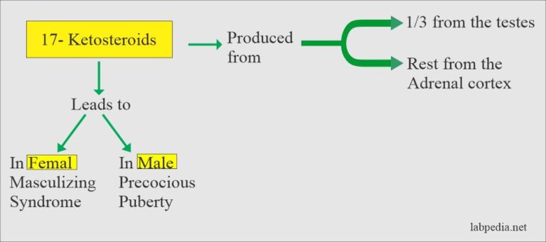 Urine 17-Ketosteroids Level (24 hours urine) - Labpedia.net