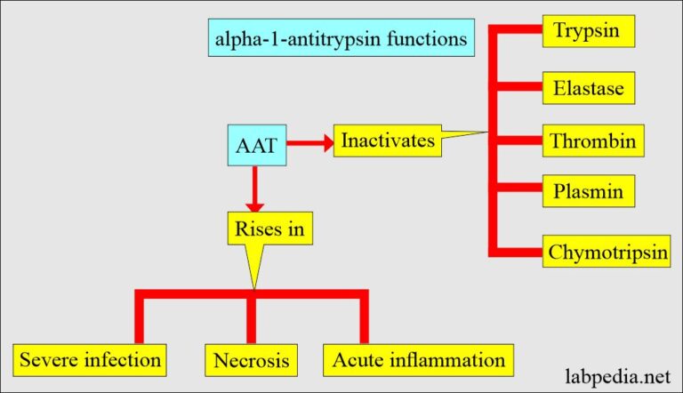 Acute Phase Protein:- Alpha-1-Antitrypsin (α1-antitrypsin) - Labpedia.net