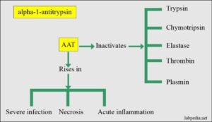 alpha-1-antitrypsin Deficiency, (α1-antitrypsin or AAT Deficiency ...