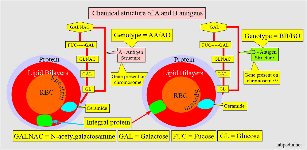 Blood banking:- part 1- Blood Groups ABO and Rh System, Blood Grouping ...