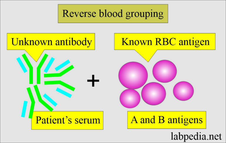 Blood banking:- part 1- Blood Groups ABO and Rh System, Blood Grouping Procedures - Labpedia.net