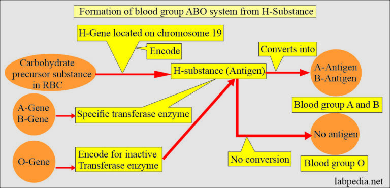 Blood banking:- part 1- Blood Groups ABO and Rh System, Blood Grouping ...