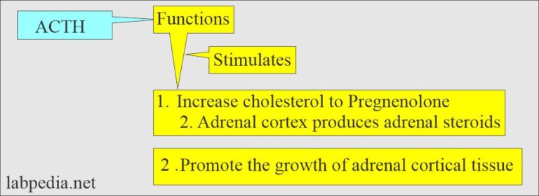 Tumor Markers:- Part 13 - ACTH, HCG, Calcitonin - Labpedia.net
