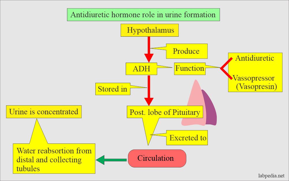 Decreased Adh Levels Results In A Urine High In Decreased Adh Levels Results In A Urine High In