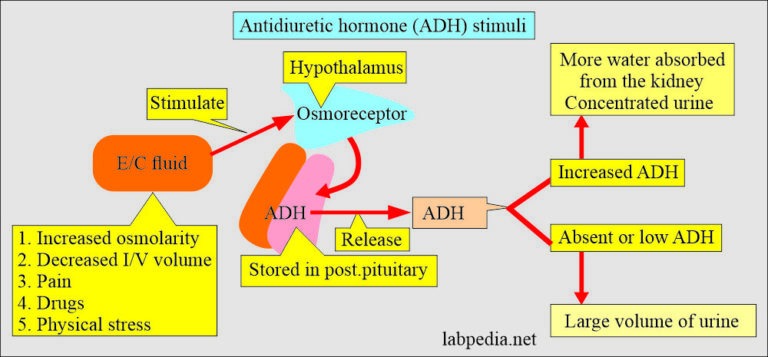 Antidiuretic Hormone (ADH, Vasopressin, Arginine Vasopressin), Diabetes ...