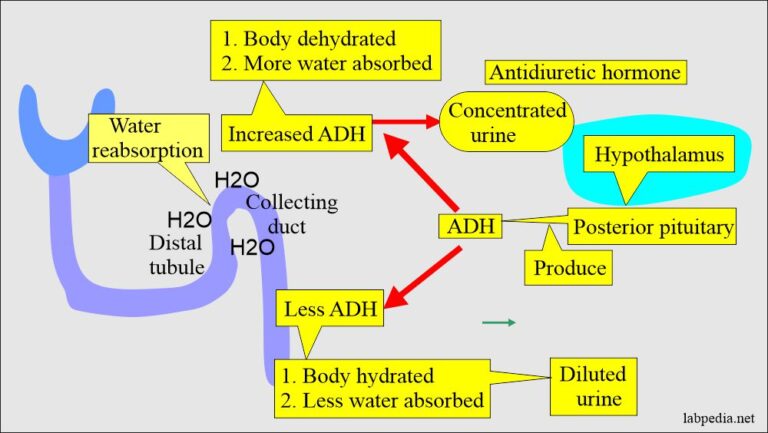 Antidiuretic Hormone (ADH, Vasopressin, Arginine Vasopressin Hormone ...
