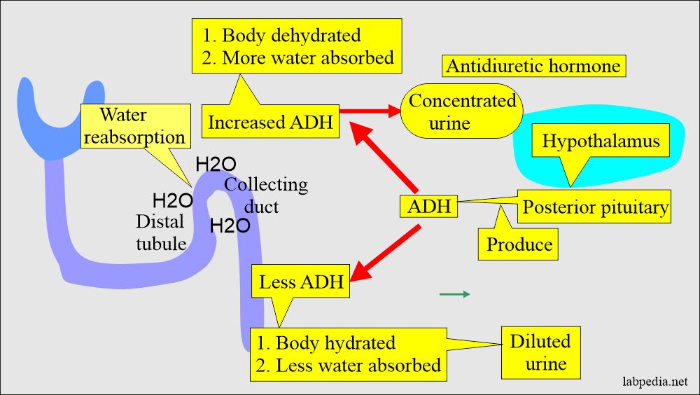 Decreased Adh Levels Results In A Urine High In Decreased Adh Levels Results In A Urine High In