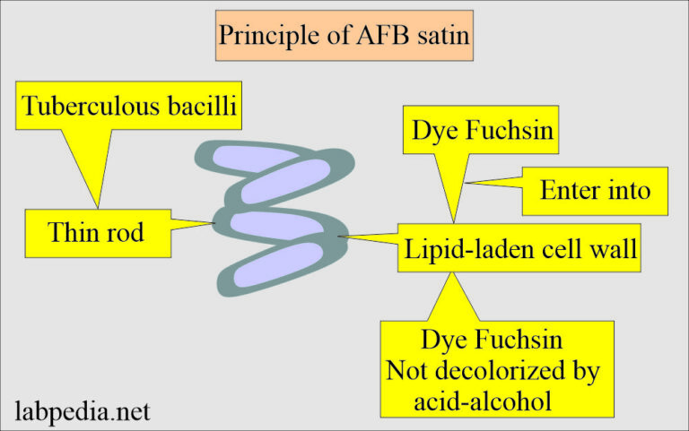 Mycobacterium Tuberculosis:- Part 4 - AFB Stain (Acid Fast Bacilli ...