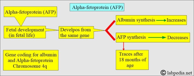 Understanding Alpha-Fetoprotein (AFP) and Its Importance