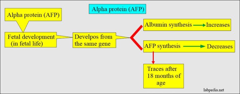 Alpha-Fetoprotein (AFP), α-Fetoprotein and its Significance - Labpedia.net