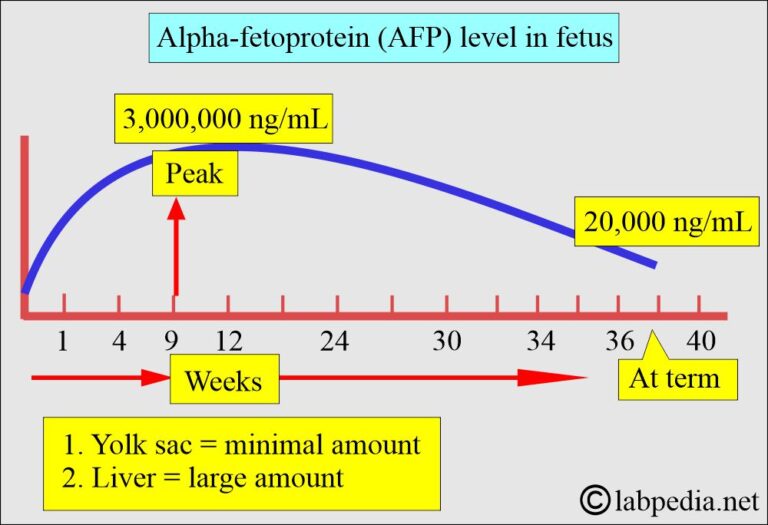 Understanding Alpha-Fetoprotein (AFP) and Its Importance