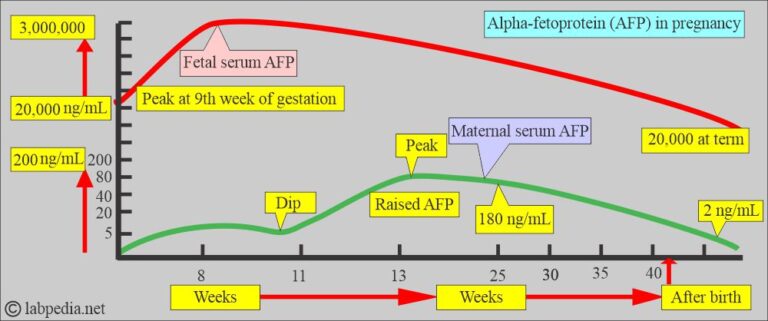 Understanding Alpha-Fetoprotein (AFP) and Its Importance