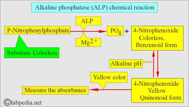 Alkaline phosphatase (ALP) - Labpedia.net