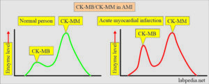 Cardiac marker:- Part 2 - CK-MB (Cardiac Enzyme) - Labpedia.net