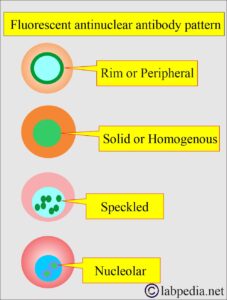 Antinuclear Factor (ANF), Antinuclear Antibody (ANA) and Its ...