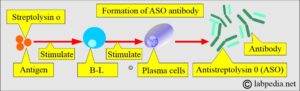 ASO Titer (Antistreptolysin O titer) - Labpedia.net