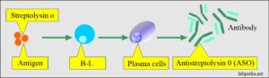 ASO Titer (Antistreptolysin O titer) - Labpedia.net