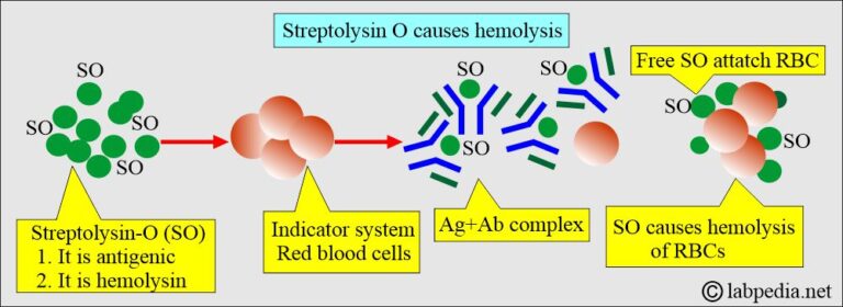 ASO Titer (Antistreptolysin O titer) - Labpedia.net