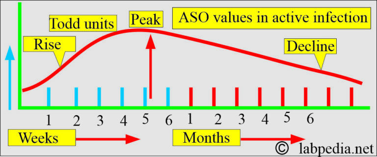 ASO Titer (Antistreptolysin O titer) - Labpedia.net