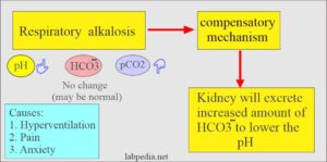 Acid-Base Balance:- Part 4 - Arterial Blood gases (Blood Gases ...