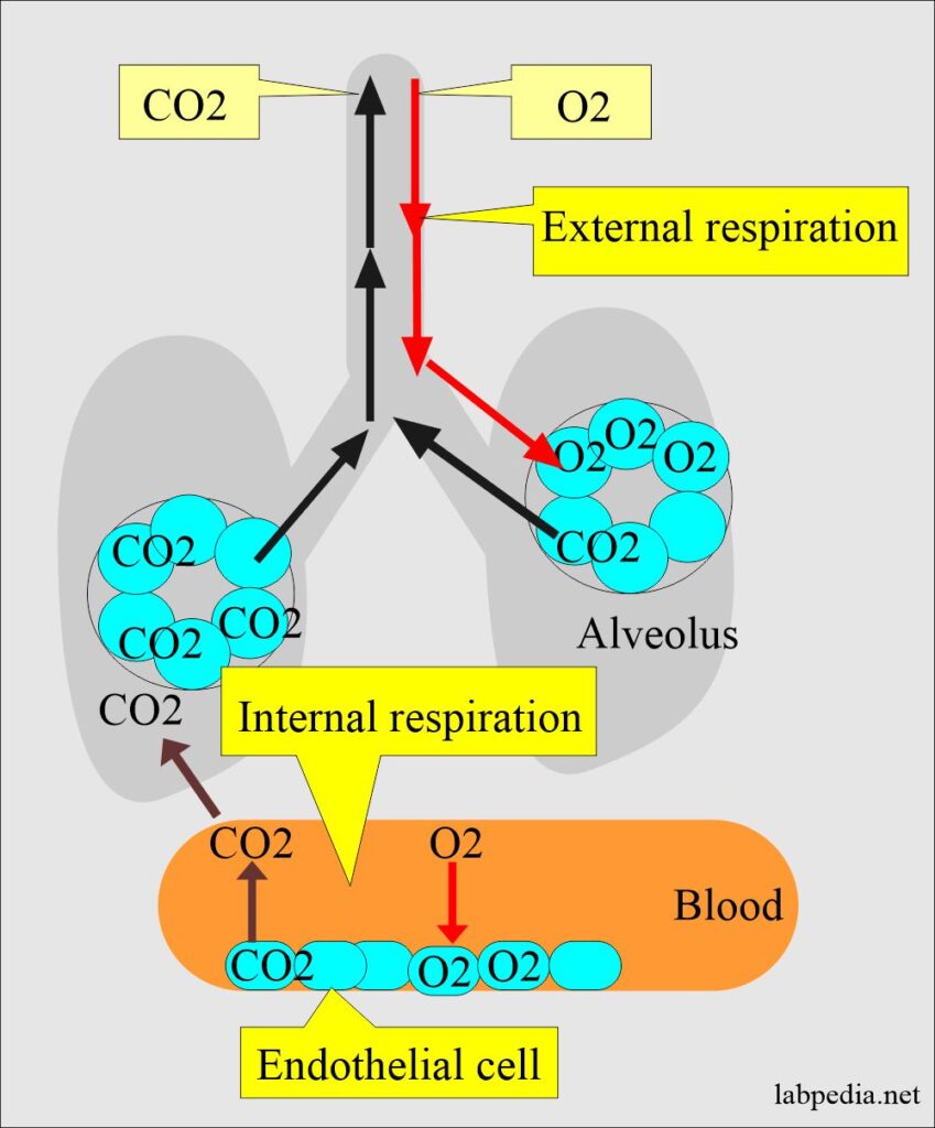 Acid-Base Balance:- Part 4 - Arterial Blood gases (Blood Gases), Acid ...