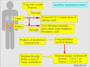 Acid-Base Balance:- Part 4 - Arterial Blood gases (Blood Gases ...