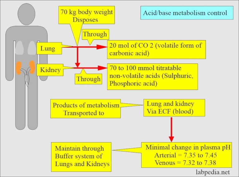 Acid-Base Balance:- Part 4 - Arterial Blood gases (Blood Gases ...