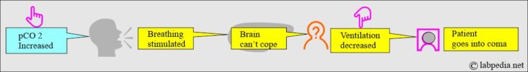 Acid-Base Balance:- Part 4 - Arterial Blood gases (Blood Gases ...
