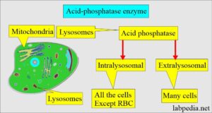 Acid phosphatase and Prostatic phosphatase - Labpedia.net
