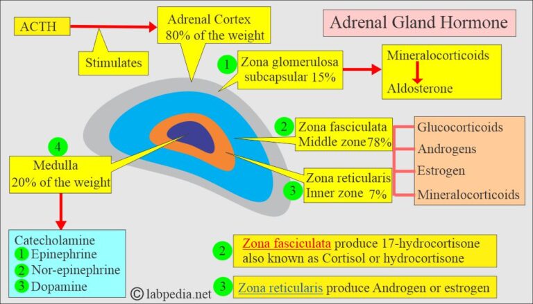 Cortisol Hormone, Hydrocortisone (AM and PM) and Cushing's syndrome ...
