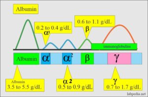 Albumin (Serum Albumin) - Labpedia.net