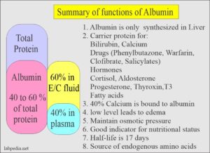 Albumin (Serum Albumin) - Labpedia.net