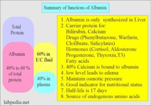 Albumin (Serum Albumin) - Labpedia.net