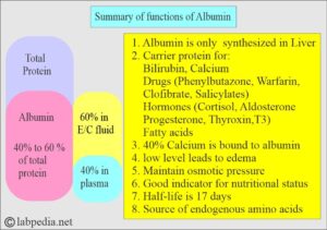 Understanding Albumin: Key Role in Serum and Health