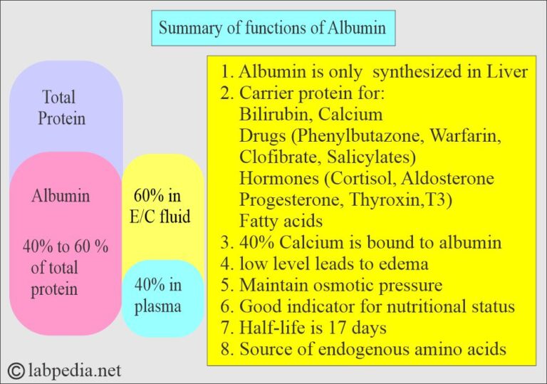 Understanding Albumin: Key Role in Serum and Health
