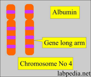 Albumin (Serum Albumin) - Labpedia.net