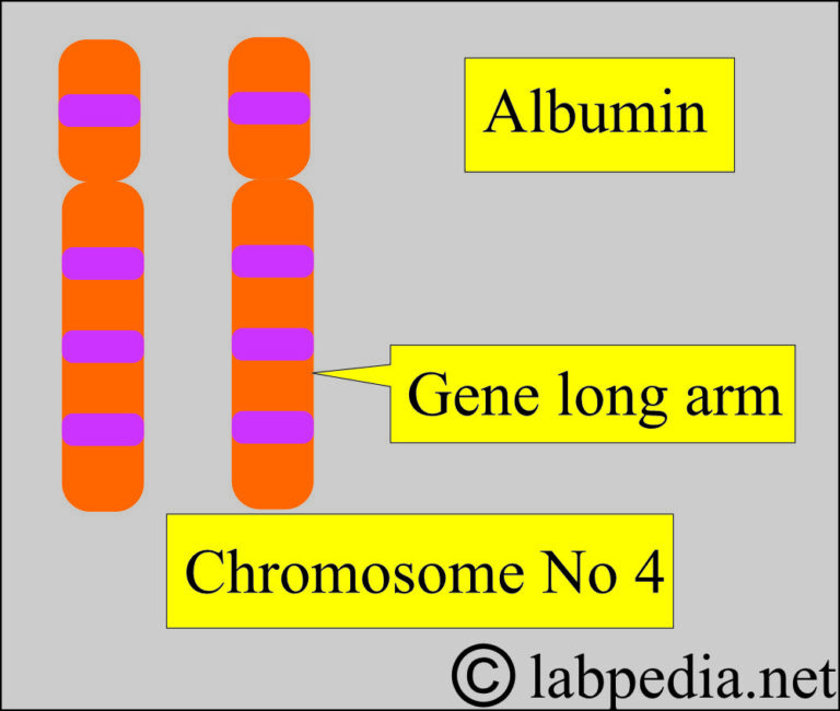 Understanding Albumin: Key Role in Serum and Health