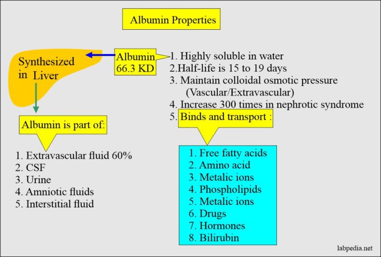 Albumin (Serum Albumin) - Labpedia.net