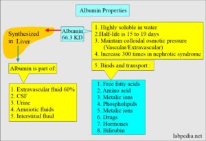 Microalbuminuria - Labpedia.net