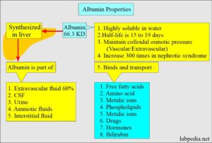 Albumin (Serum Albumin) - Labpedia.net