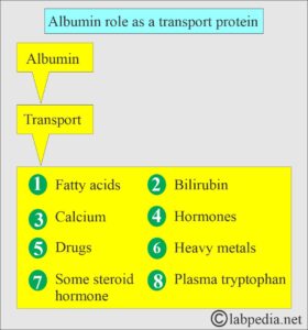 Understanding Albumin: Key Role in Serum and Health