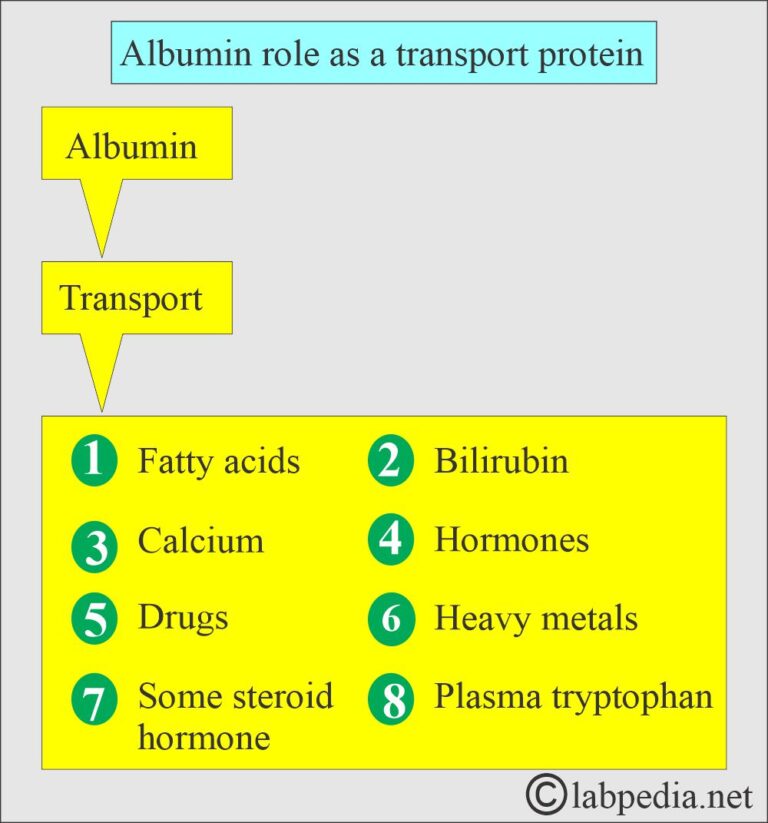 Understanding Albumin: Key Role in Serum and Health