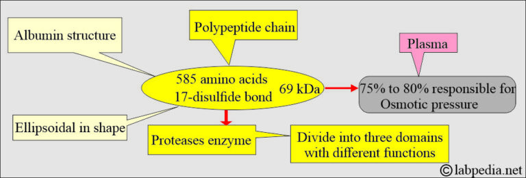 Understanding Albumin: Key Role in Serum and Health