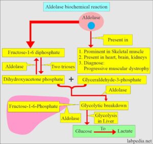 Aldolase and Its Significance - Labpedia.net