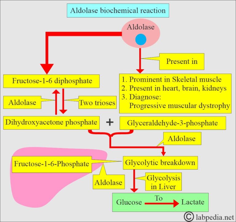 Aldolase and Its Significance - Labpedia.net
